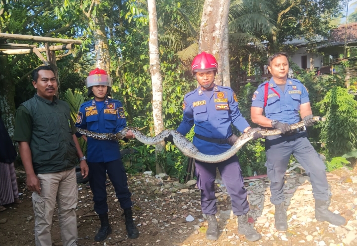 Ular Phyton Jenis Sanca Bodo, Berukuran Besar Dengan Panjang Lima Meter ... Ular Phyton Jenis Sanca Bodo, Berukuran Besar Dengan Panjang Lima Meter ...
